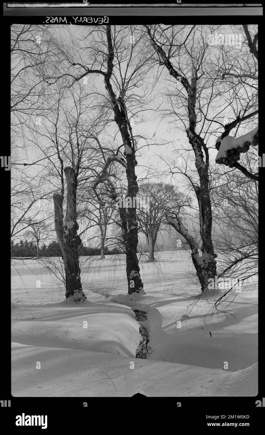 Beverly, trees , Trees. Samuel Chamberlain Photograph Negatives ...