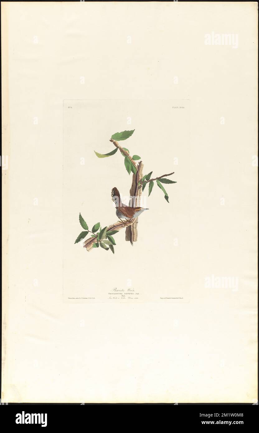 Bewick's warbler : Troglodytes bewickii, Aud. Male. Iron wood or Wahoo ...