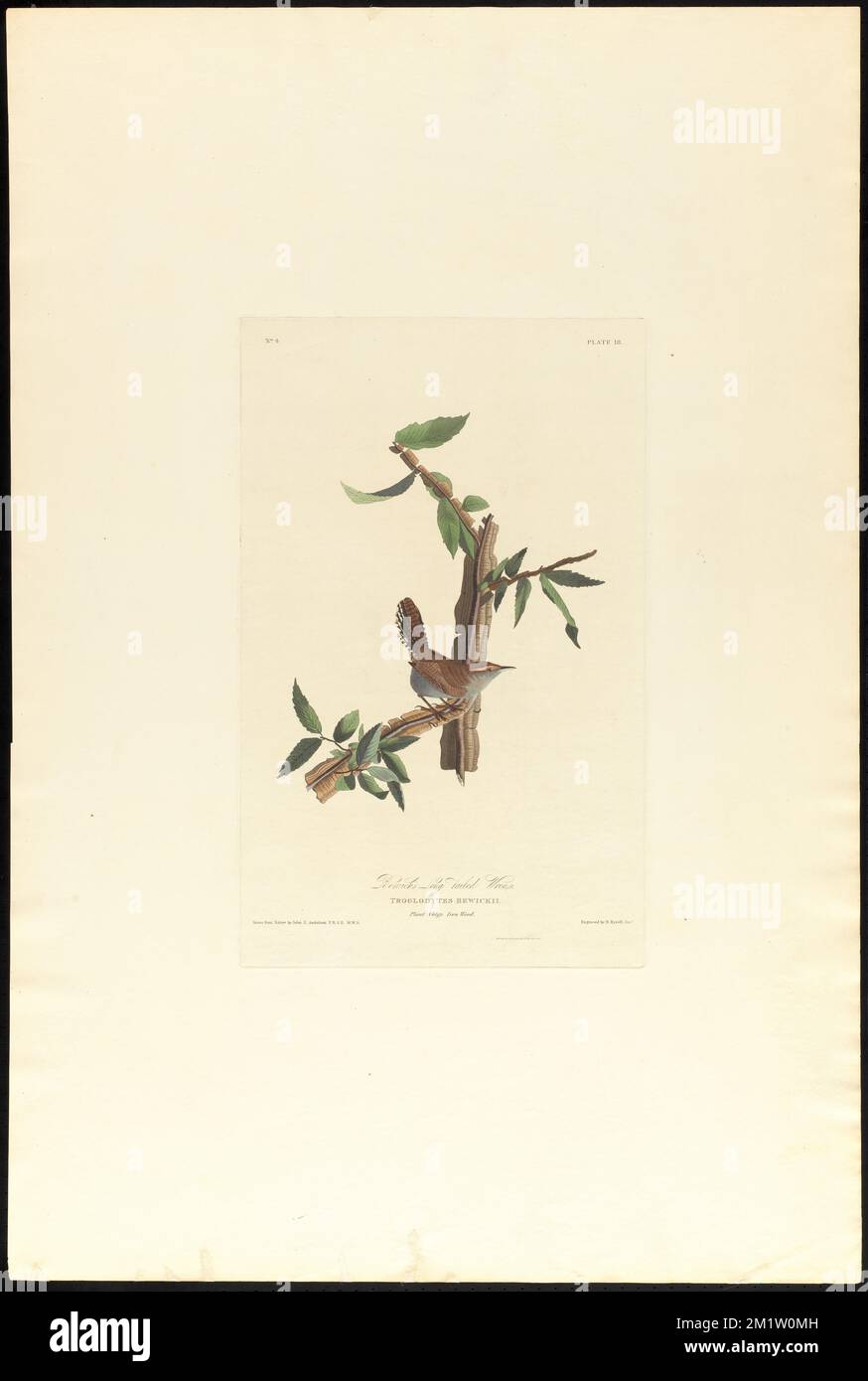 Bewick's long tailed wren : Troglodytes Bewickii. Plant vulgo. Iron ...