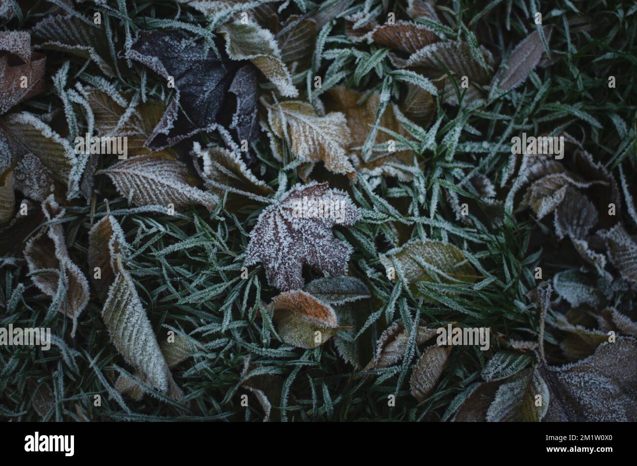 Leaves on the ground, covered in frost Stock Photo - Alamy