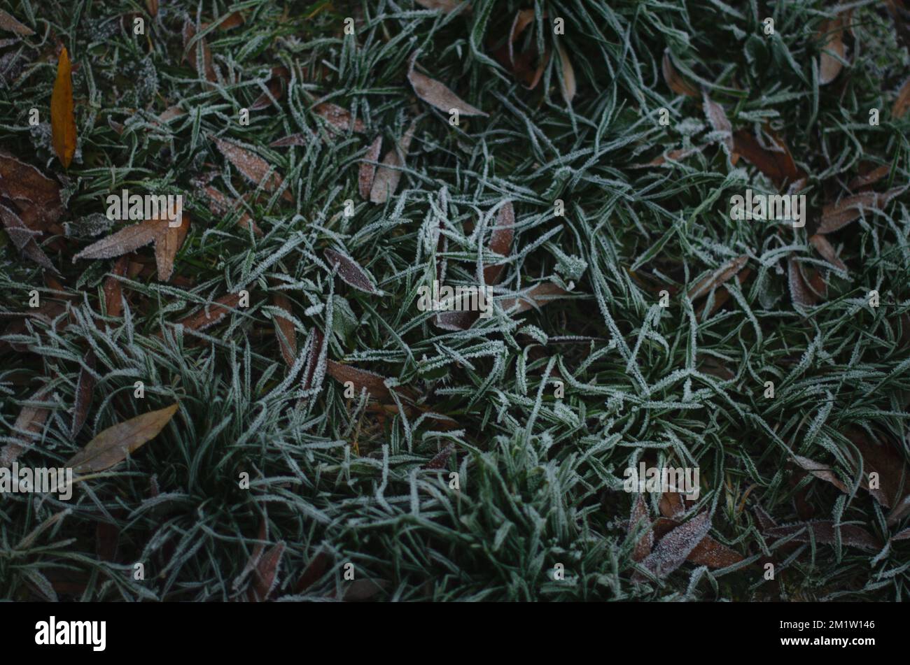 Frost covered grass hi-res stock photography and images - Alamy