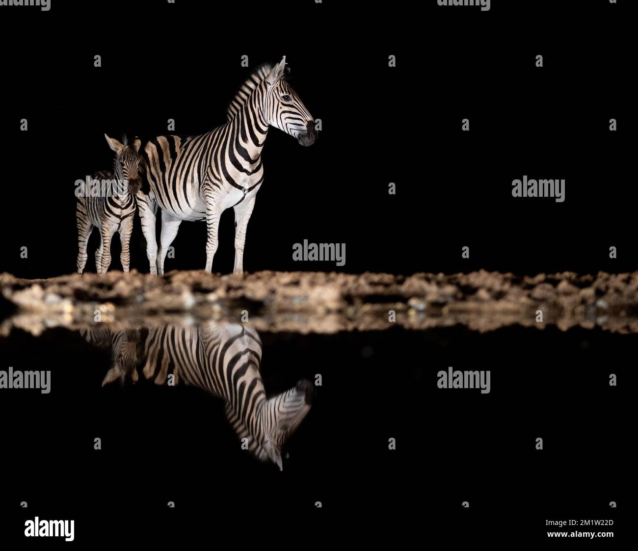 zebra and its foal visiting a water hole in South Africa at night with ...