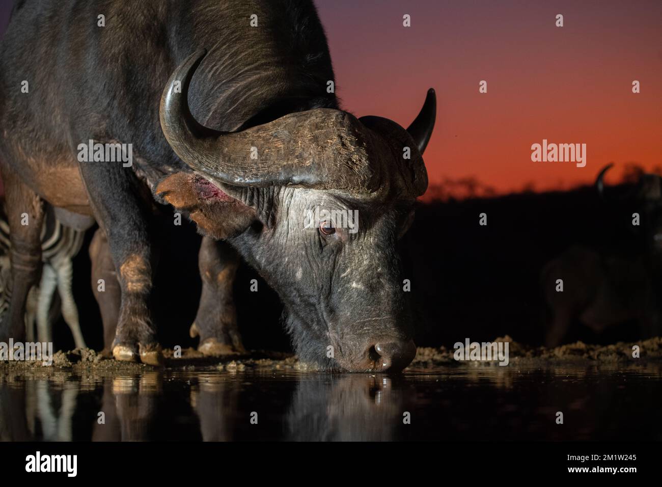 African Buffalo visiting a water hole at nightfall in South Africa ...