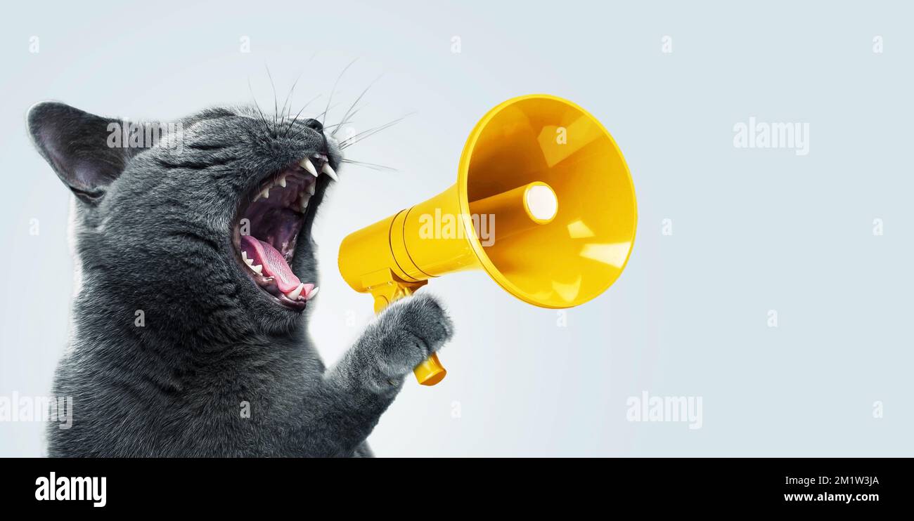 Funny grey cat screams with a yellow loudspeaker on a blue background ...