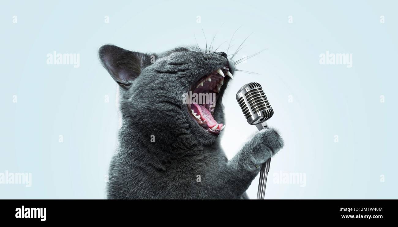 Funny emotional cat artist singing and holding a vintage metal ...