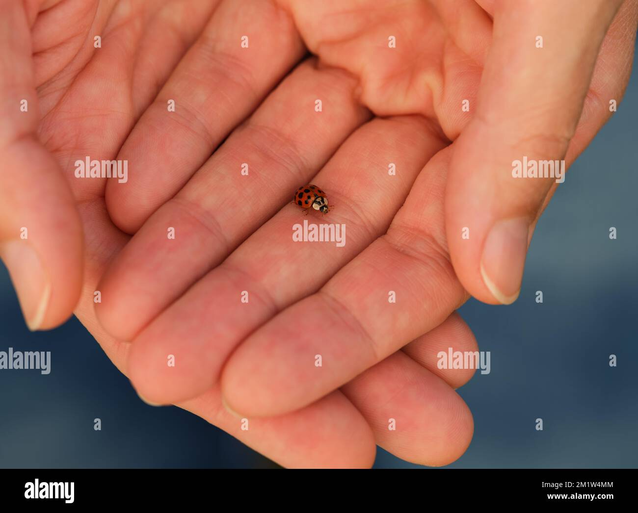 A ladybug on a woman hands Stock Photo - Alamy
