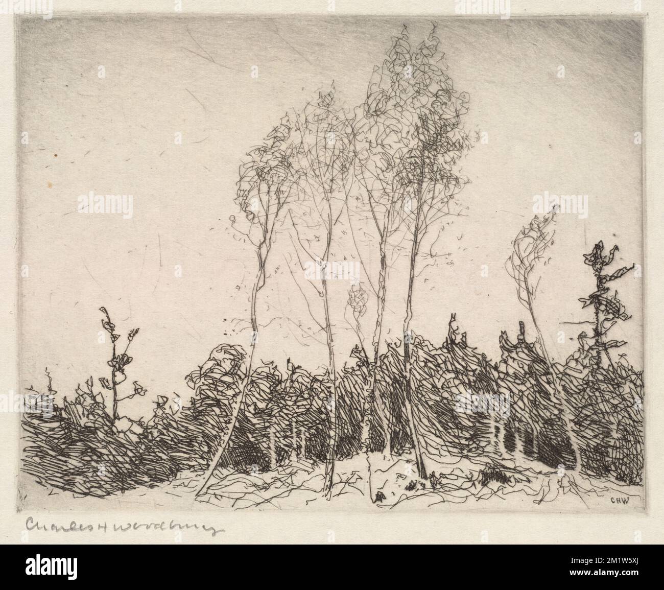 Birch trees , Trees. Charles H. Woodbury (1864-1940). Prints Stock ...