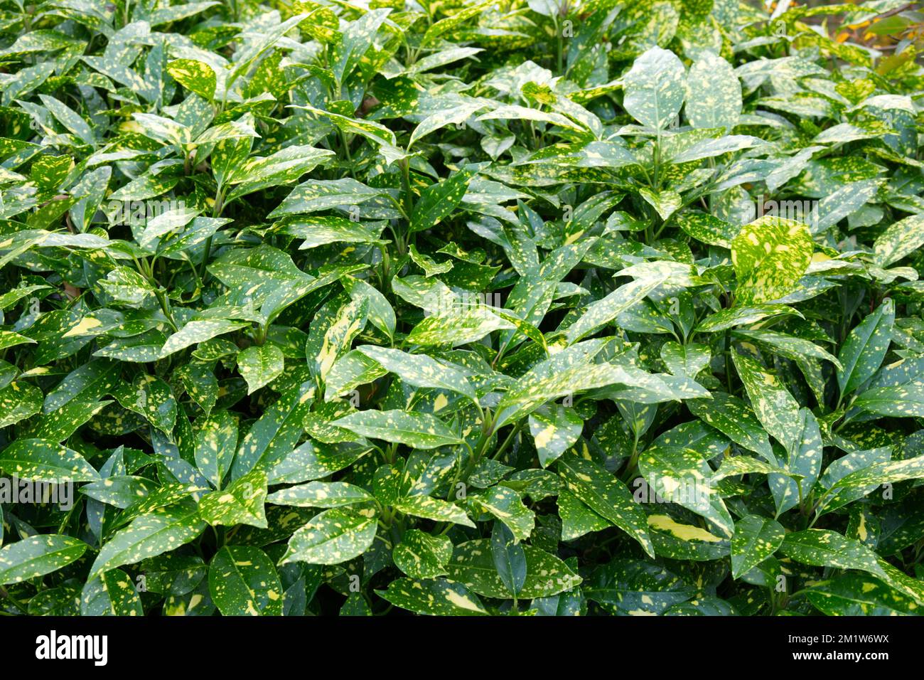Japanese spotted laurel Aucuba japonica Crotonifolia in UK garden ...