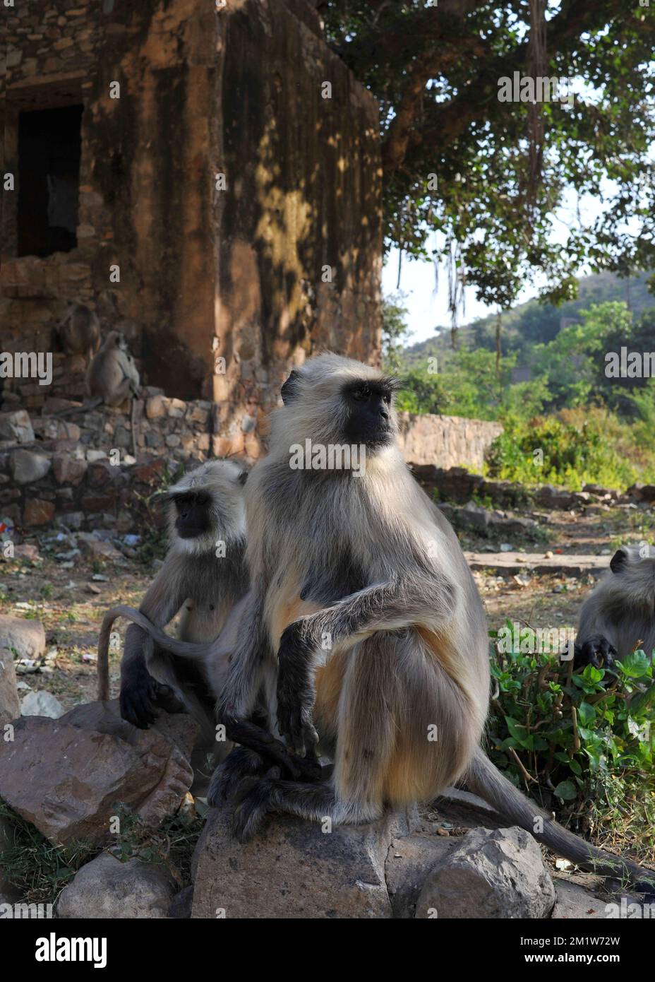 Haunted temple hi-res stock photography and images - Alamy