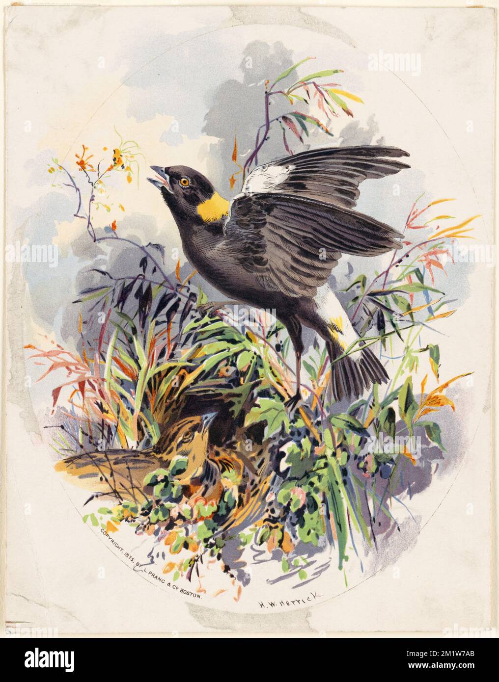 Bird family in nest among grasses , Birds, Nests, Leaves. Louis Prang ...