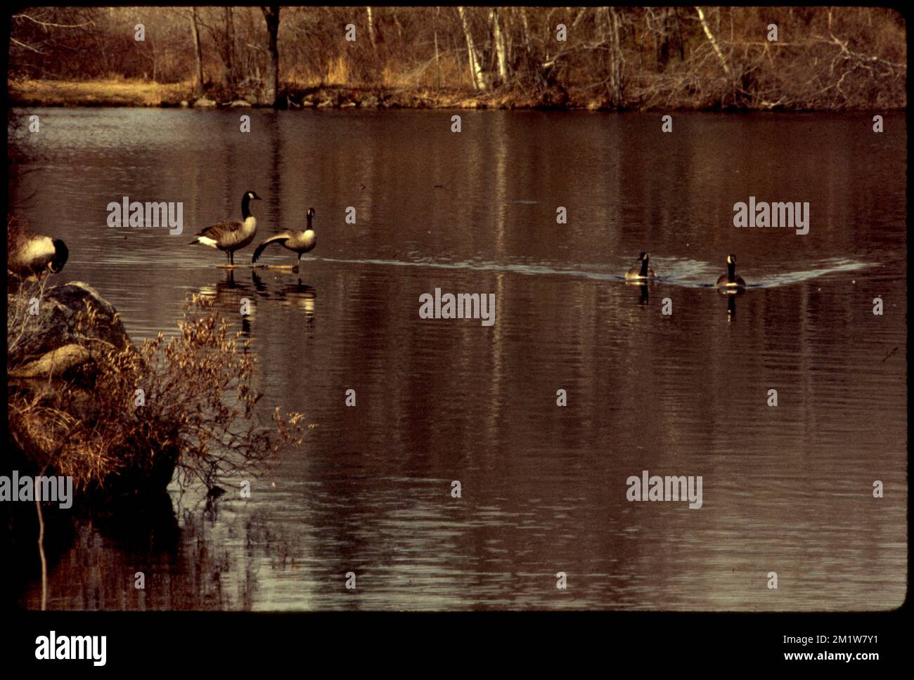 Birds at Stony Brook , State parks & reserves, Rivers, Birds ...