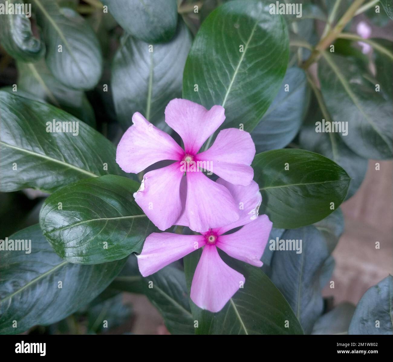 The delicate potted Madagascar Periwinkles (Catharanthus roseus) on the ...