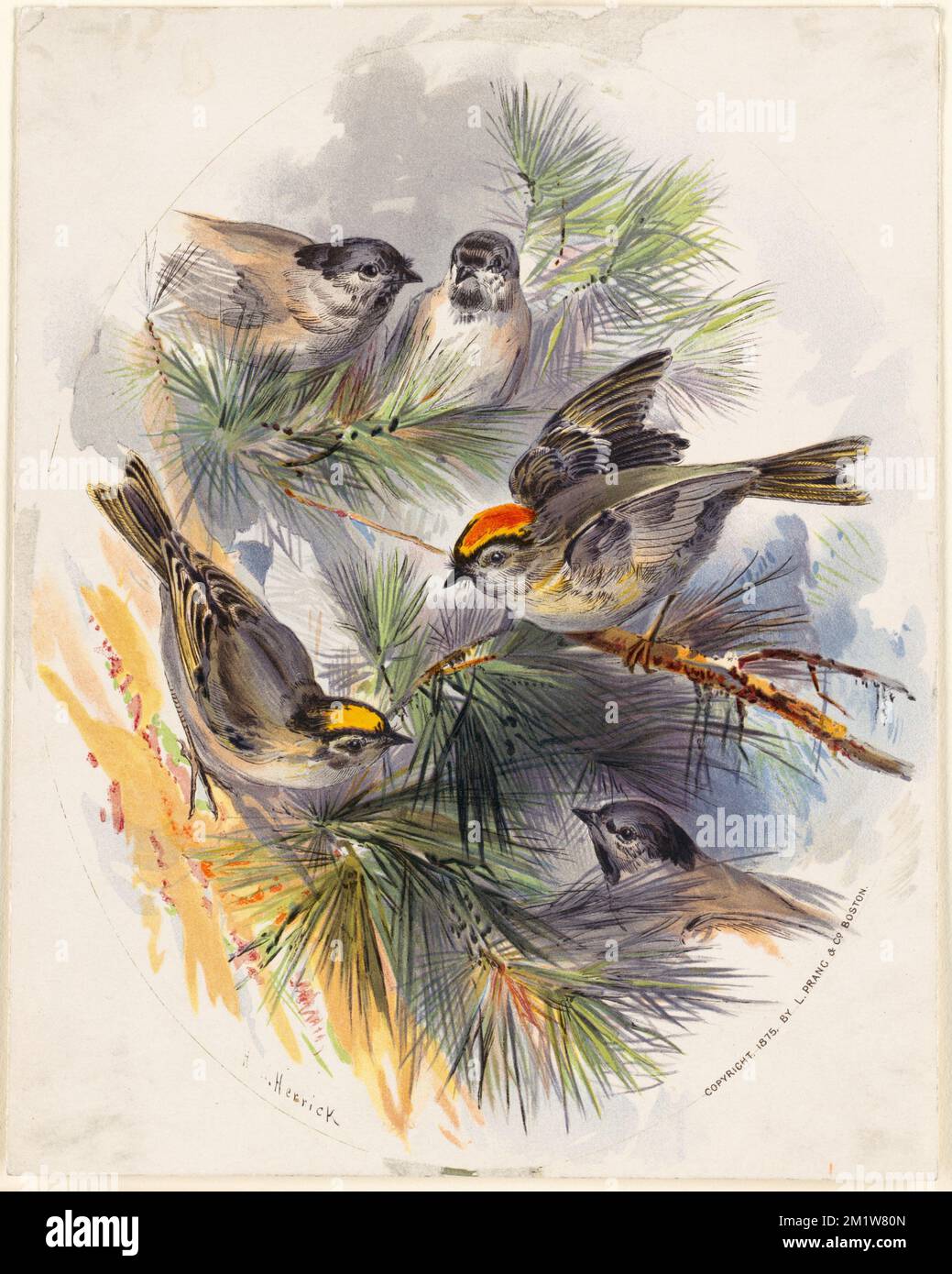 Birds , Birds, Evergreens. Louis Prang & Company Collection Stock Photo ...