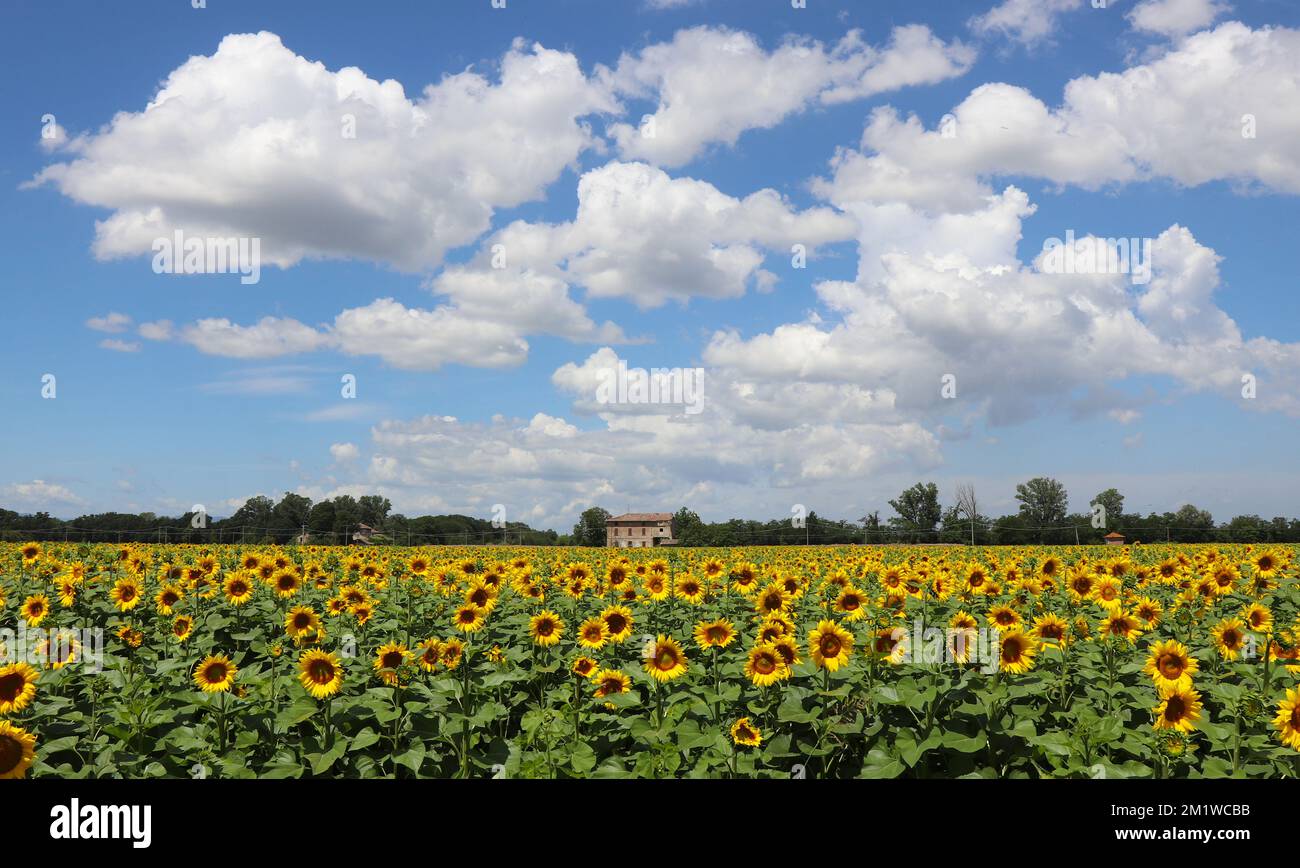 landscape of the Po Valley with a field of sunflowers Stock Photo - Alamy