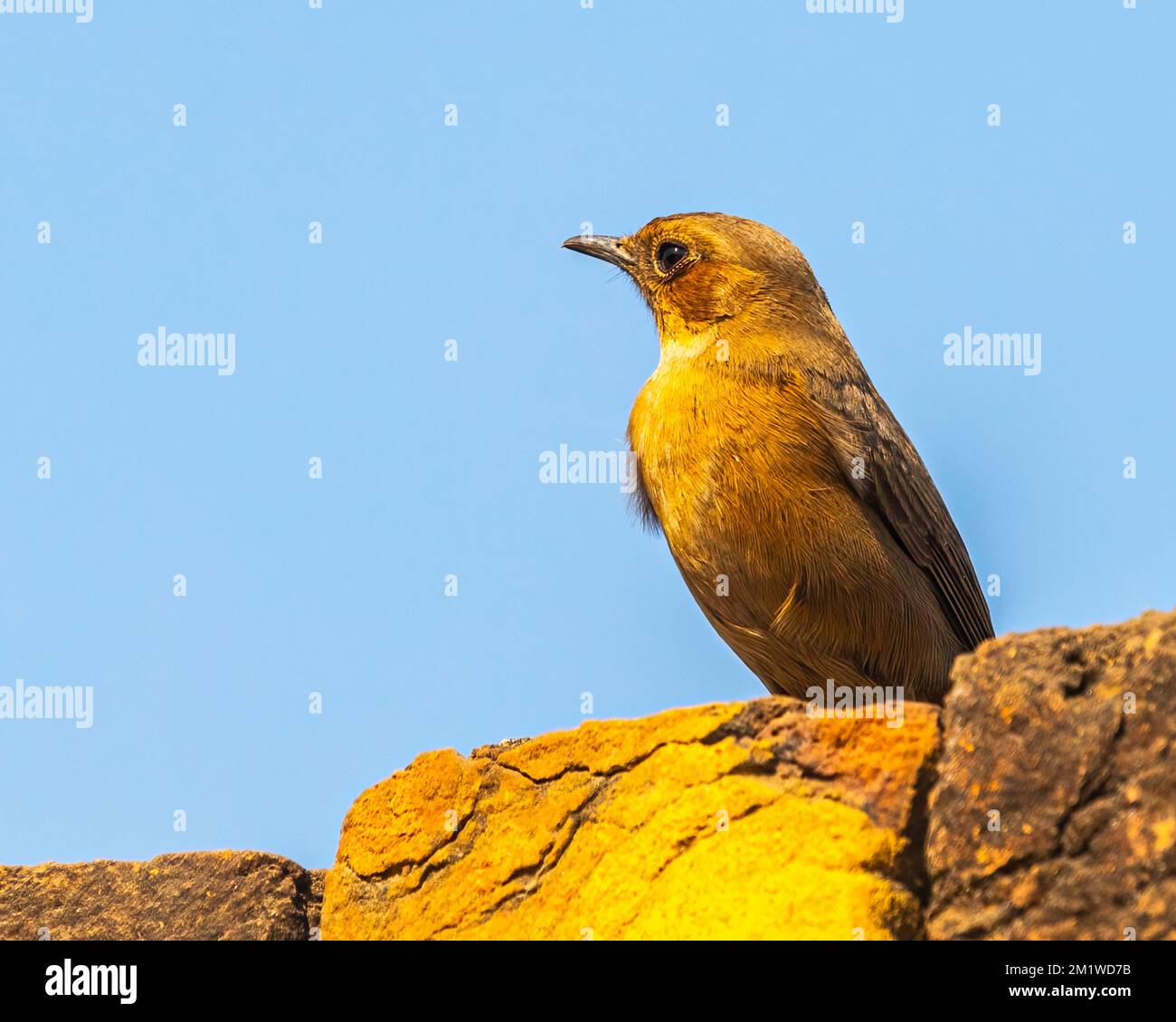 Indian chat on a wall hi-res stock photography and images - Alamy