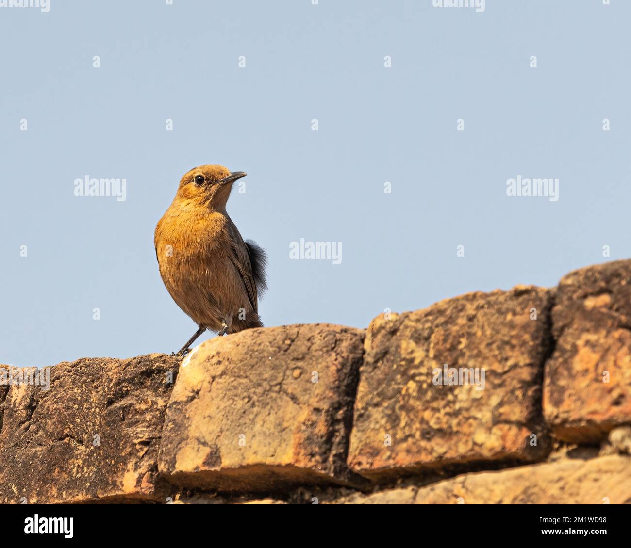 Indian chat on a wall hi-res stock photography and images - Alamy