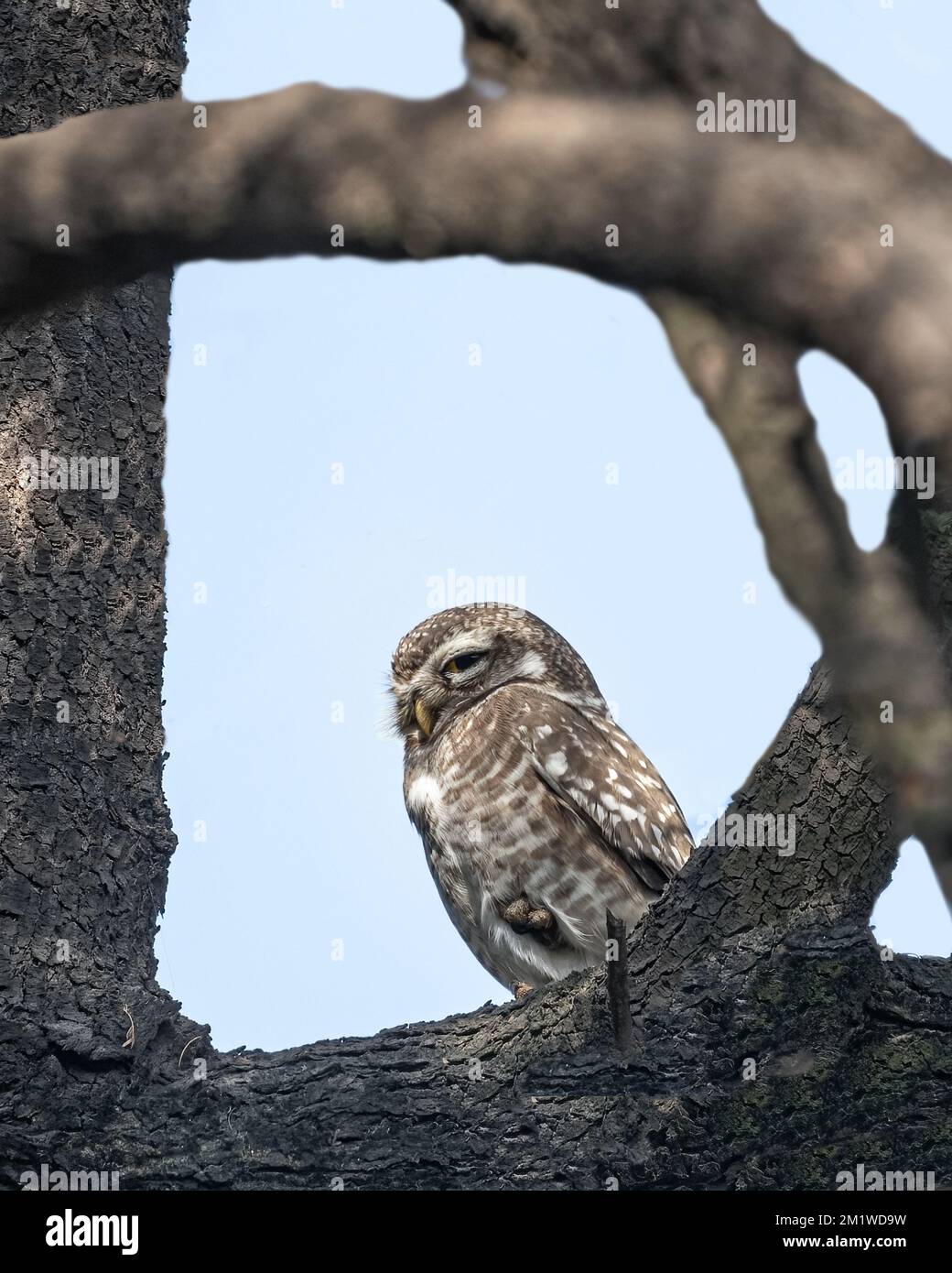 A Spotted owl sitting on a tree and resting Stock Photo - Alamy