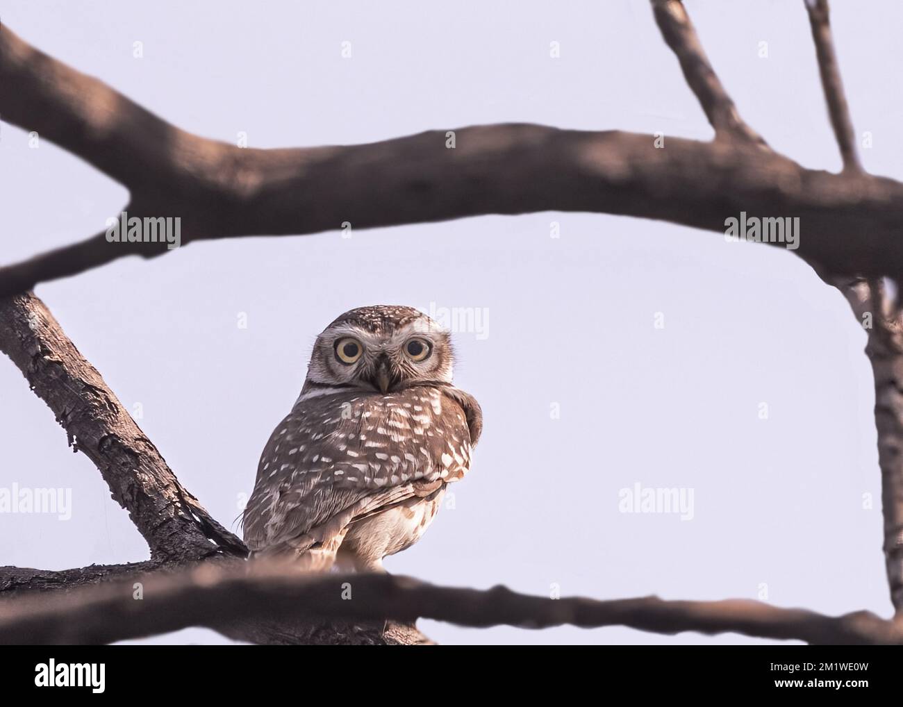 Owl looking back hi-res stock photography and images - Alamy