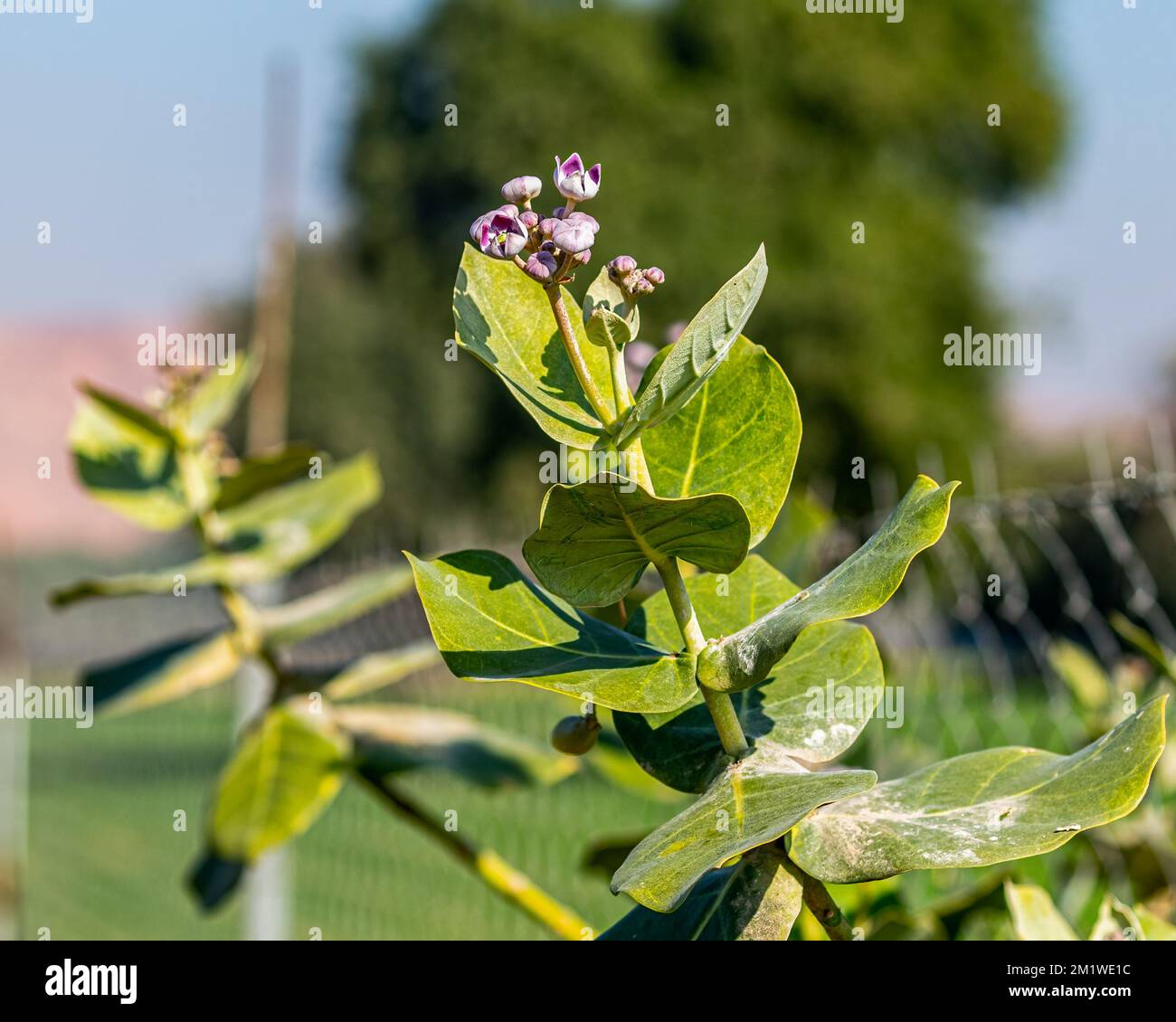 Calotropis procera flower plant in wild Stock Photo - Alamy