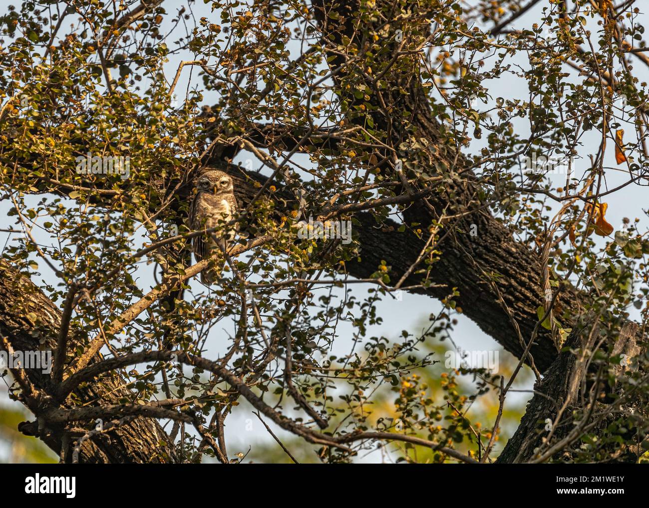 Predator mode hi-res stock photography and images - Alamy