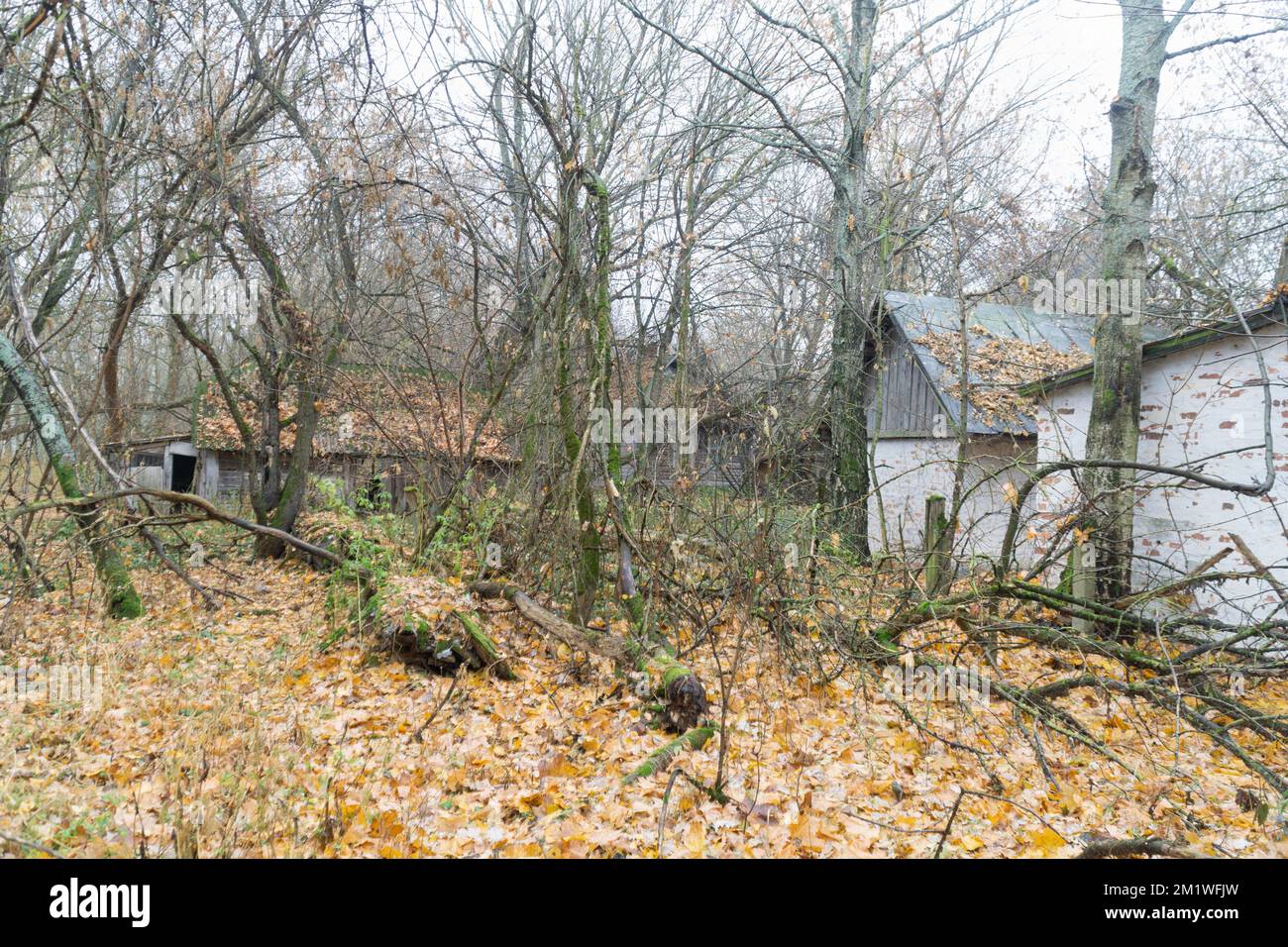 Extrange autumn forest with abandonated white ceramic roof houses at ...