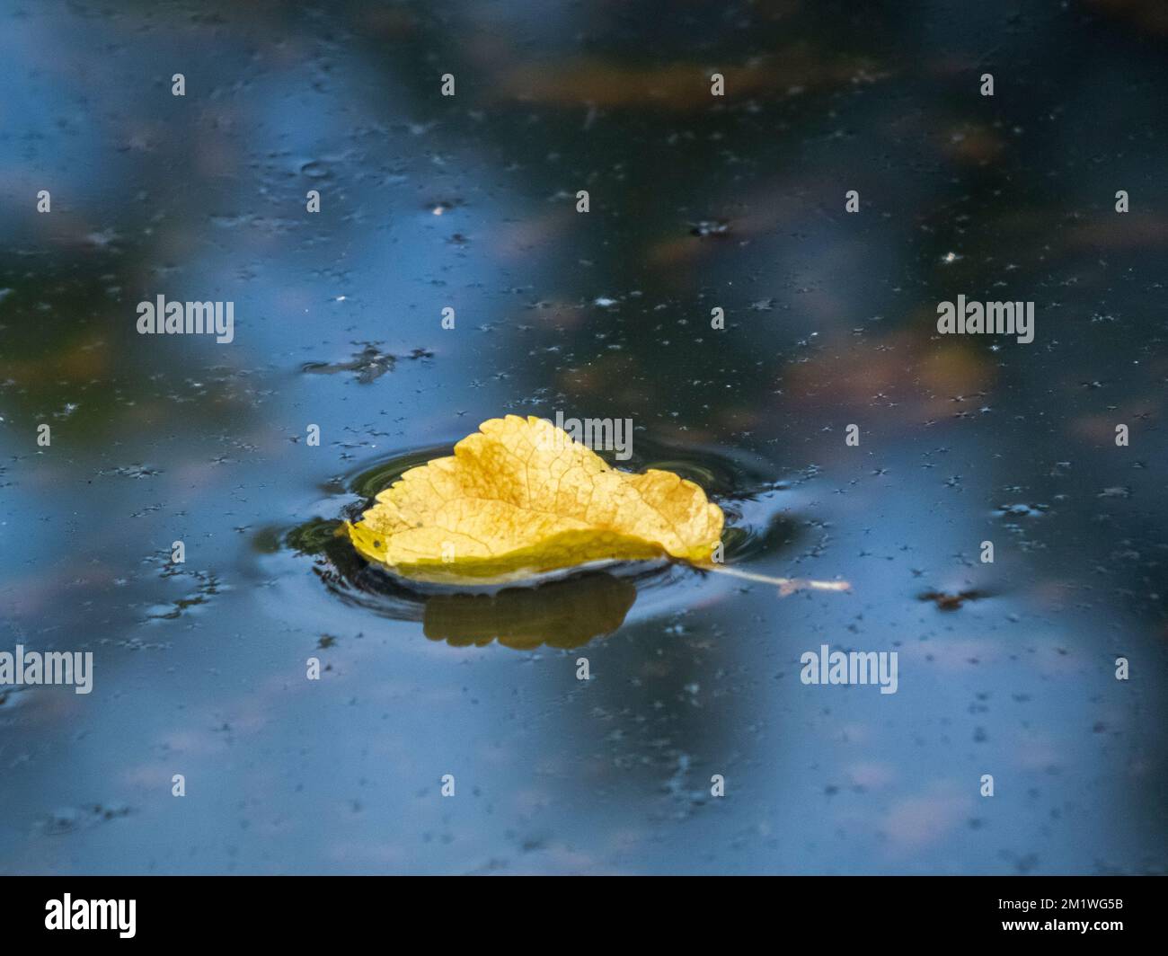 A yellow leaf fallen in the puddle Stock Photo - Alamy