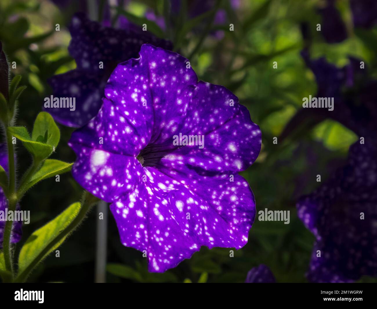 A closeup of a blue garden petunia flower Stock Photo - Alamy