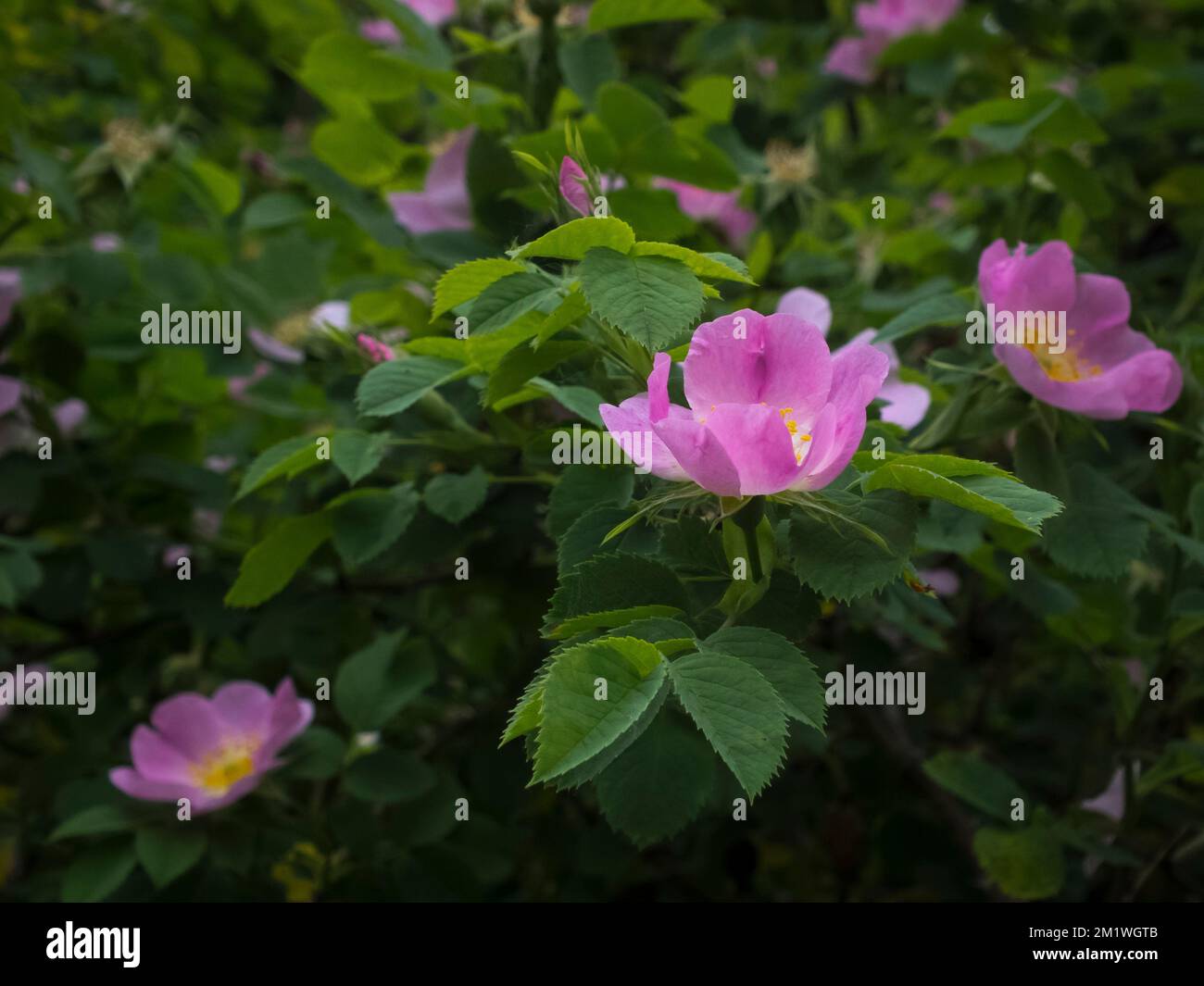 Peonia flower hi-res stock photography and images - Alamy