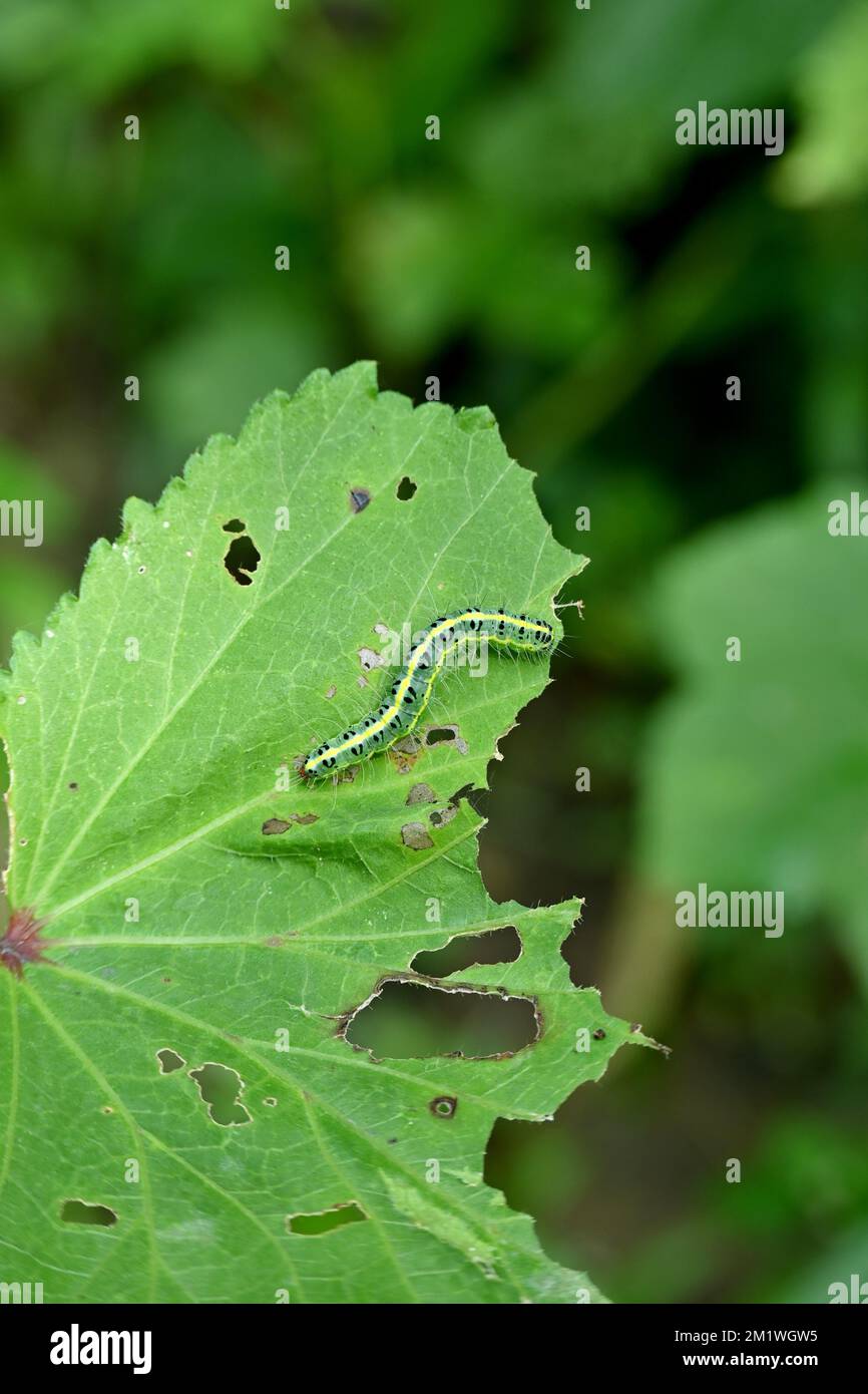 Xanthodes hi-res stock photography and images - Alamy