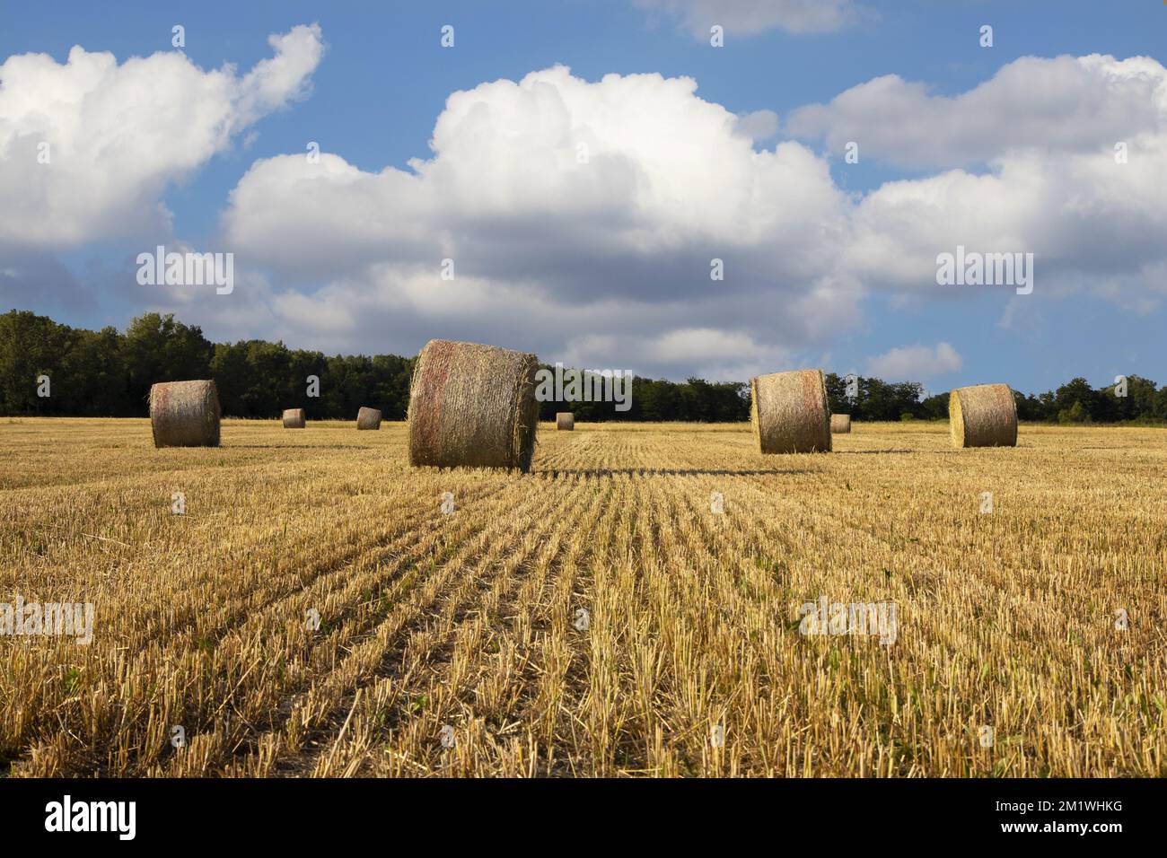 Landscape of the Po Valley, wheat field with bales of hay Stock Photo ...