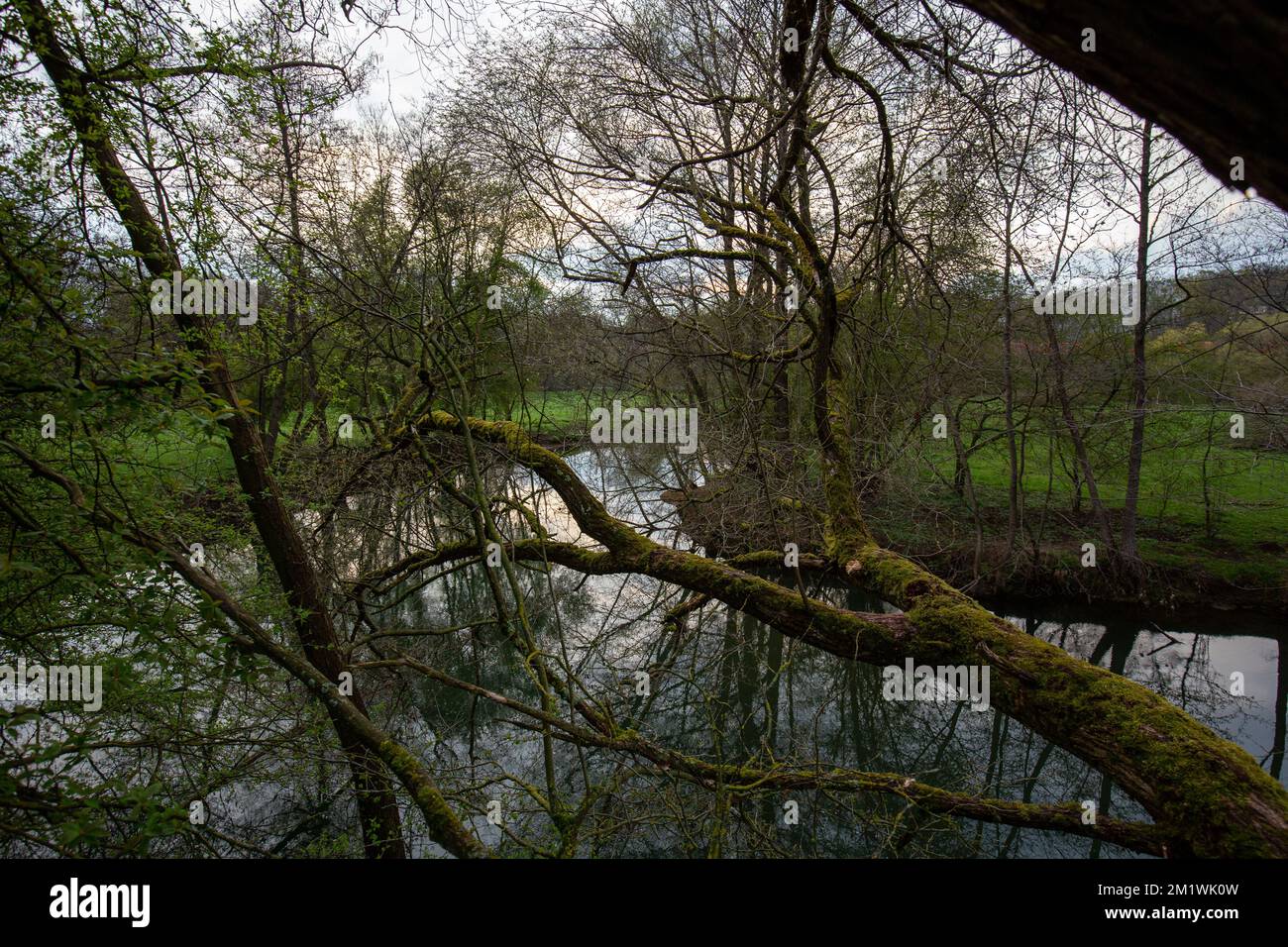 A beautiful view of la tree over the river with a beautiful reflection ...