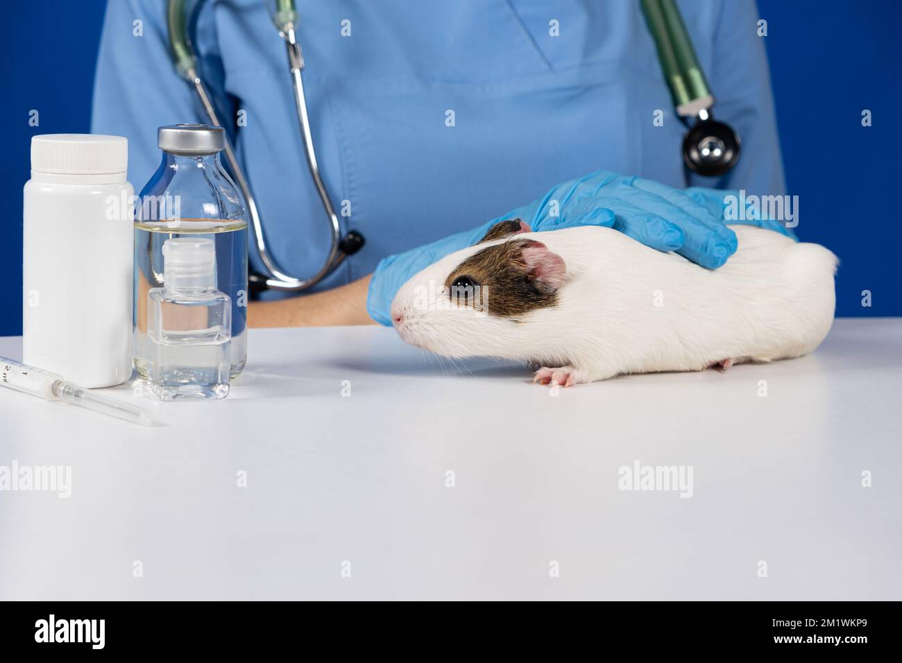 A veterinarian in gloves calms and strokes the guinea pig for ...