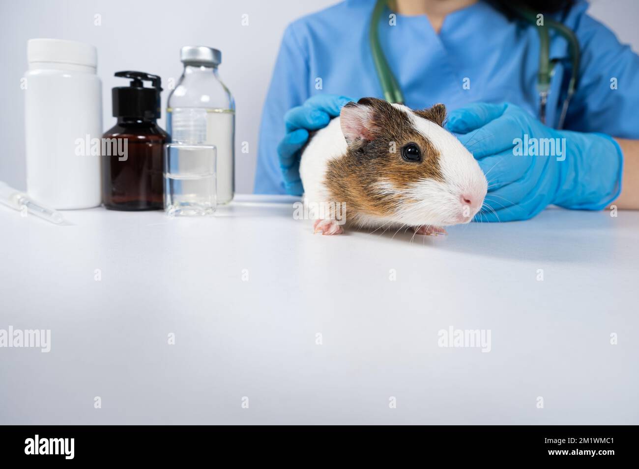 A veterinarian in gloves calms and strokes the guinea pig for ...