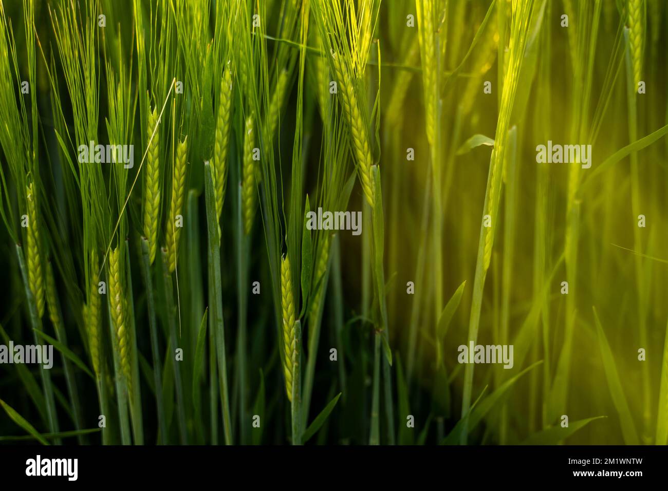 Green young and still immature barley grows, close-up. Agricultural ...