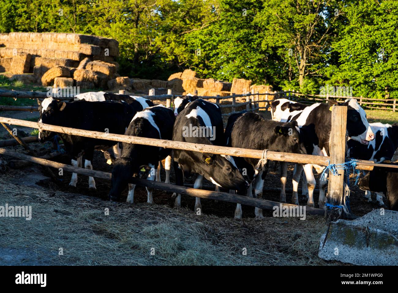 Cows on the farm in summer. Dairy cows. Cowshed. Agriculture industry ...