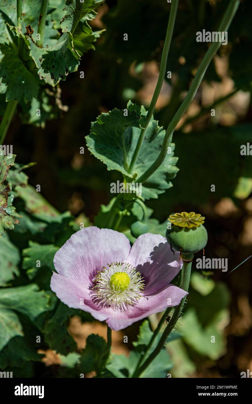 Closeup of the white and lilac flower of the opium poppy. Macro ...