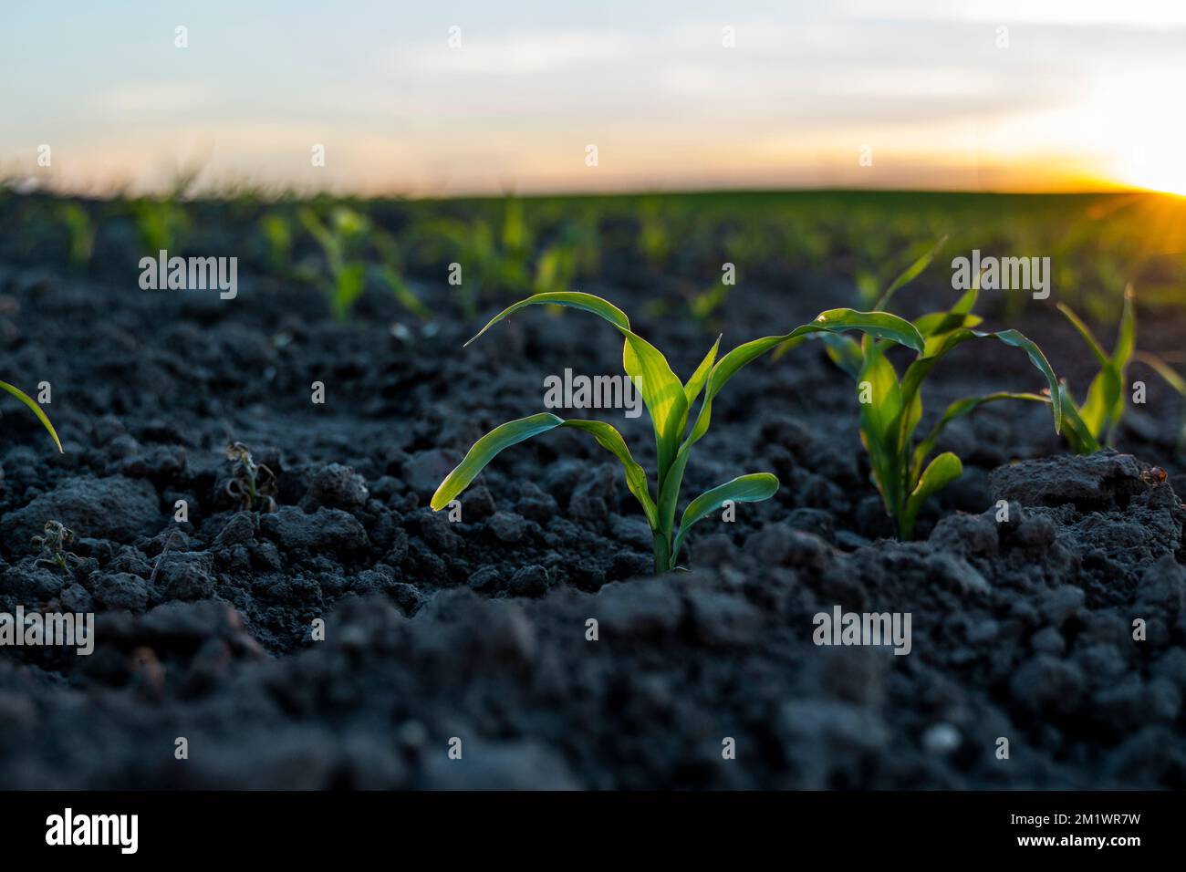Young corn seedlings growing on field in black soil. Sprouts of corn ...