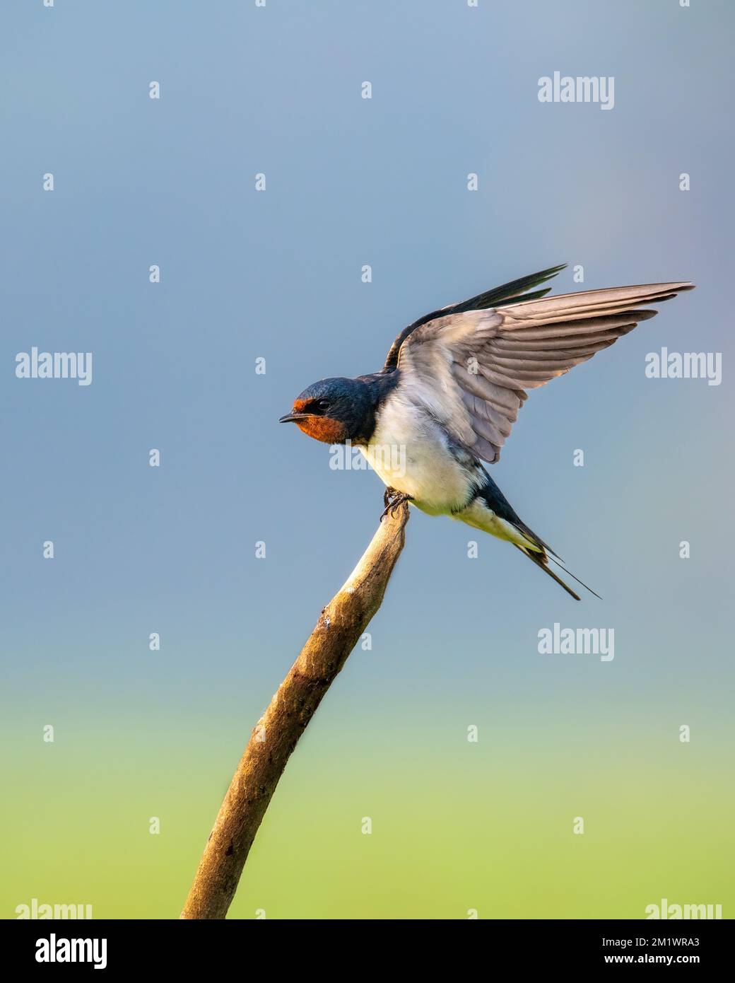 Barn Swallow landing on twig , kerala , India Stock Photo - Alamy