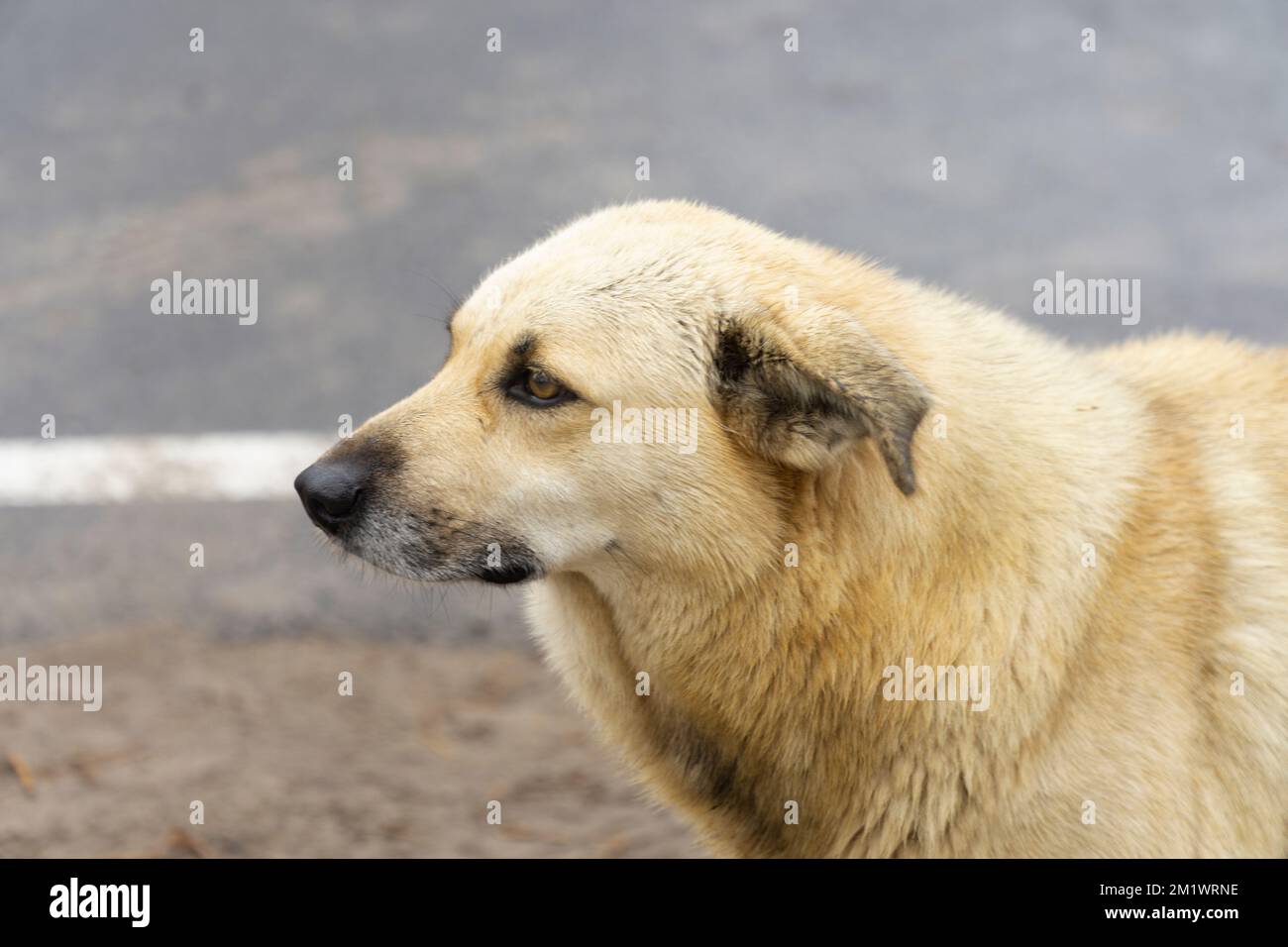 Chernobyl disaster exclusion zone hi-res stock photography and images ...
