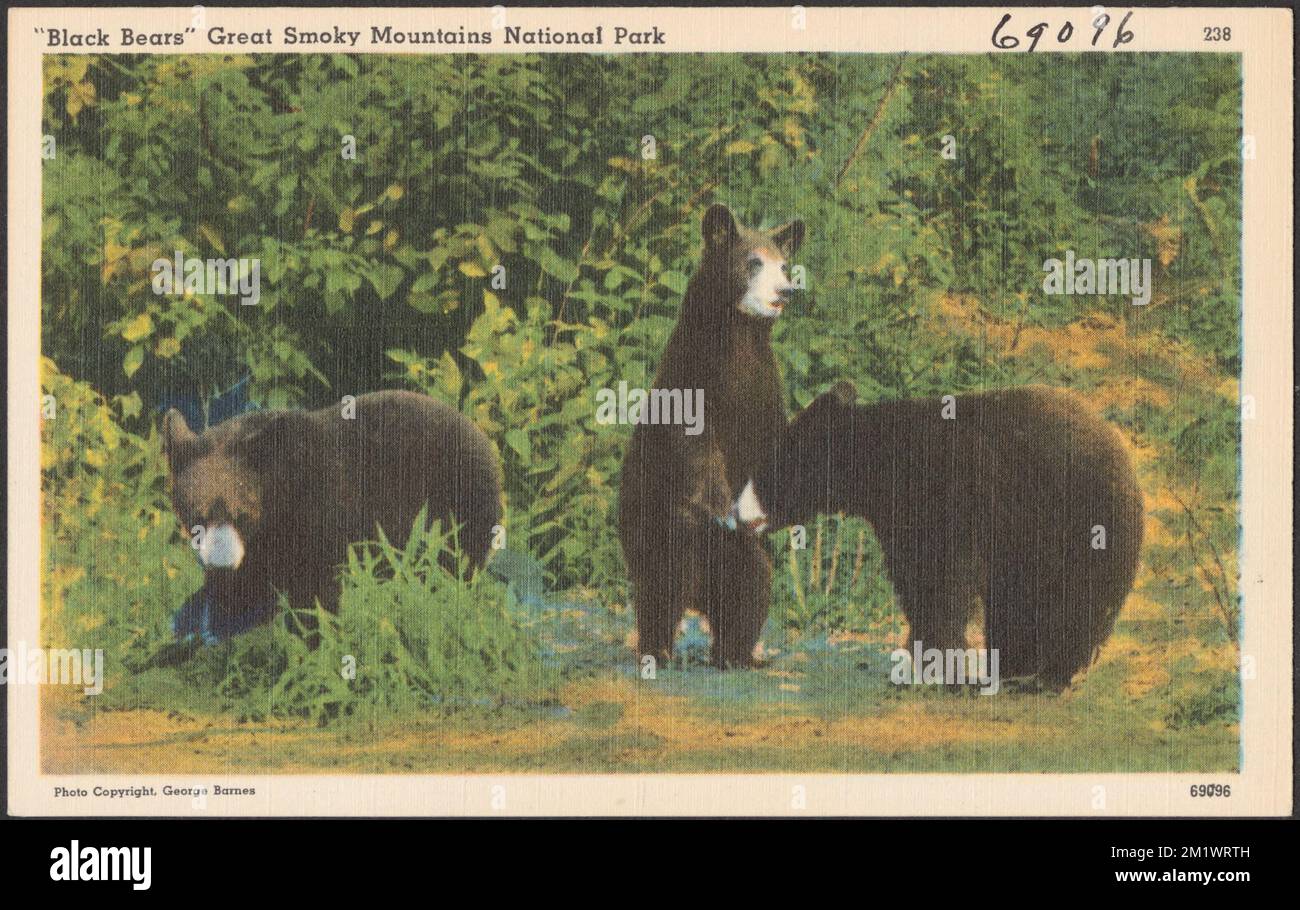 'Black bears' Great Smoky Mountains National Park , Parks, Bears ...