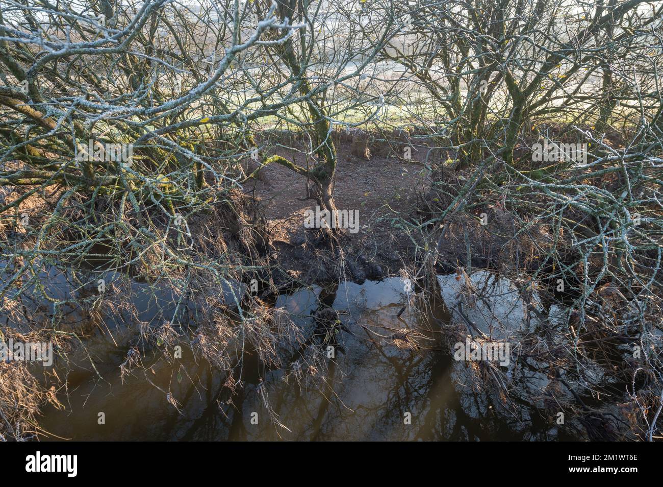 Mature goat willow trees with bank eroding behind them Stock Photo - Alamy