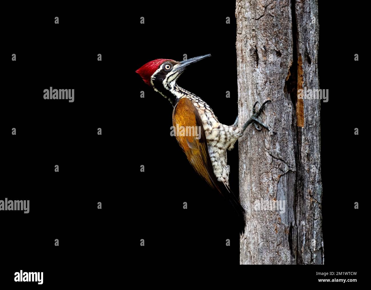 Flameback woodpecker vector hi-res stock photography and images - Alamy