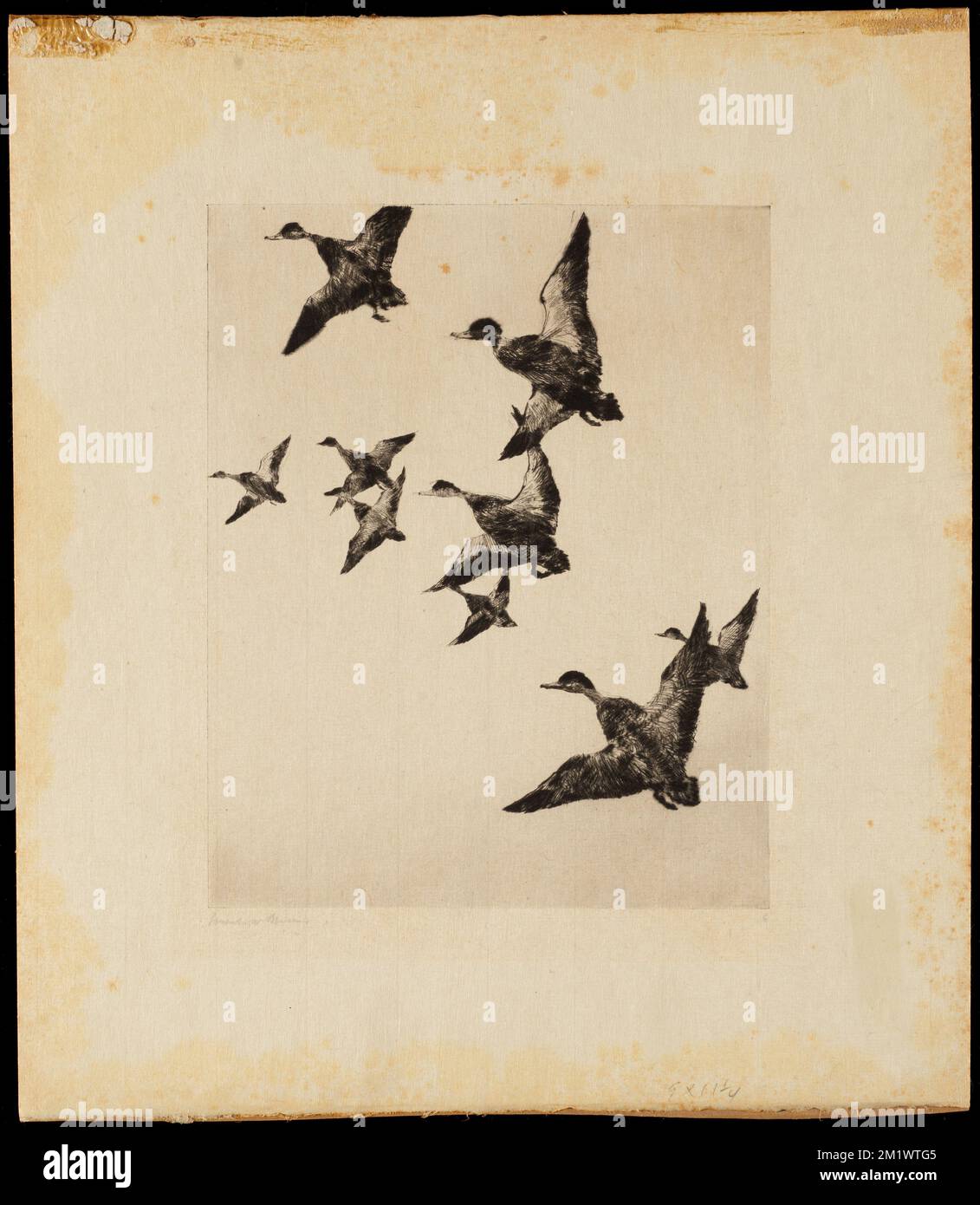 Black ducks no. 2 , Ducks, Flying, Black duck. Frank W. Benson (1862 ...