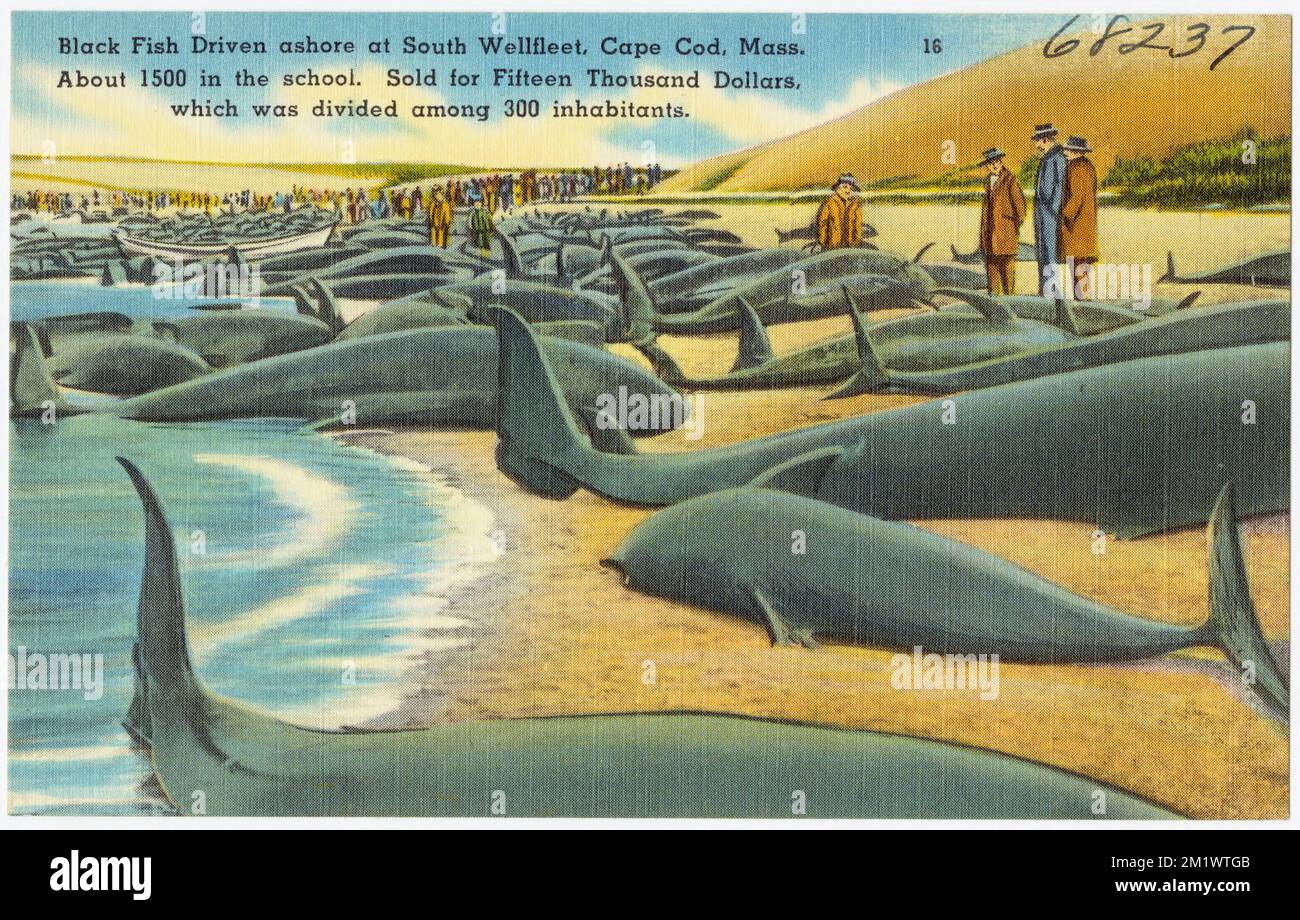 Black Fish driven ashore at South Wellfleet, Cape Cod, Mass., about ...