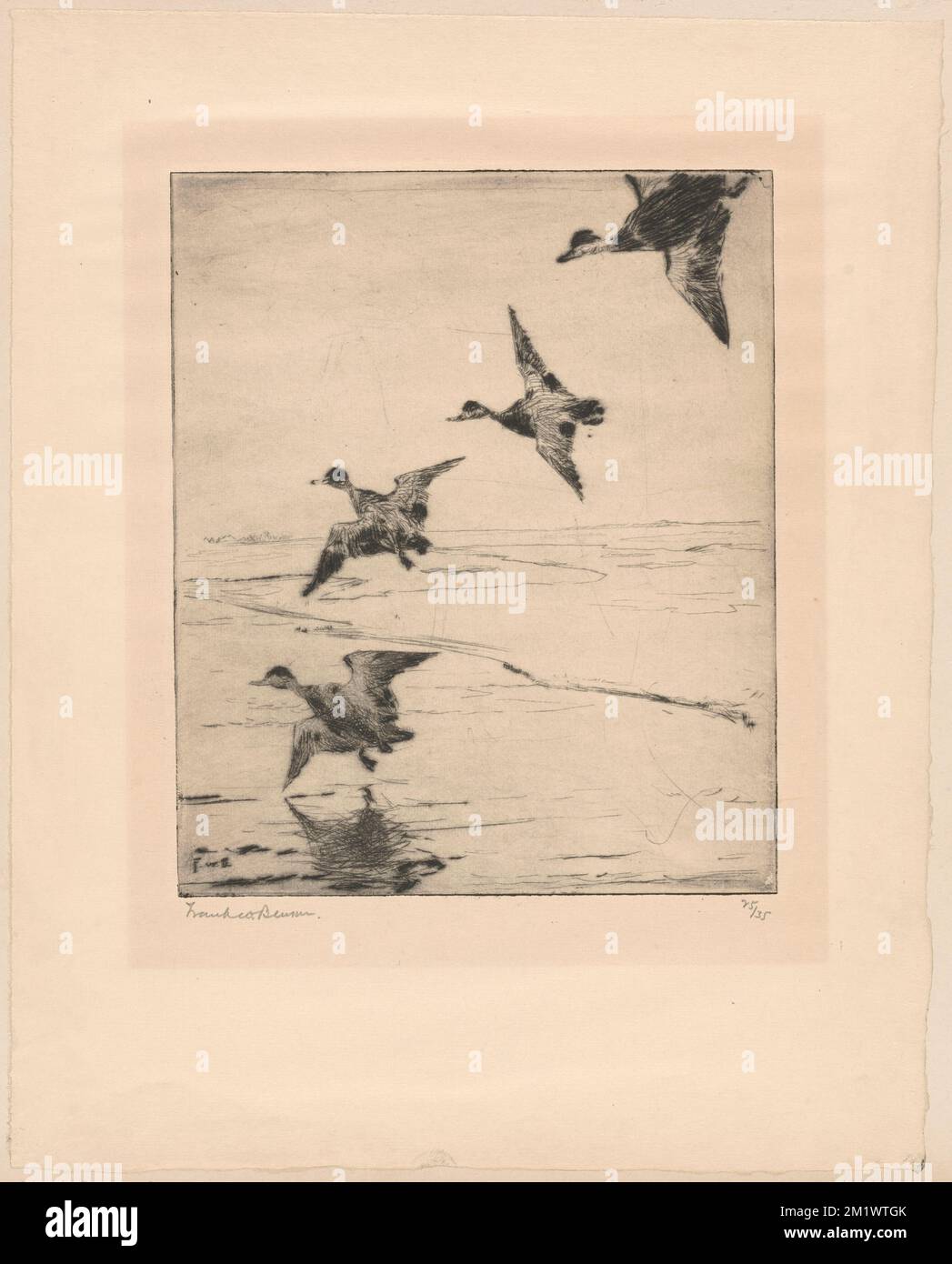 Black ducks , Ducks, Bodies of water, Flying, Black duck. Frank W ...