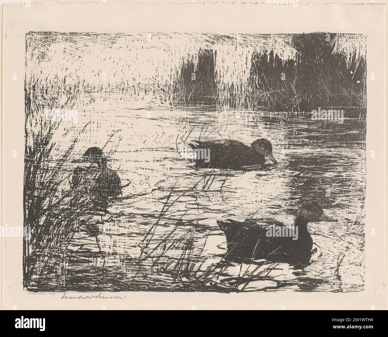 Black ducks , Ducks, Bodies of water, Grasses, Black duck. Frank W ...