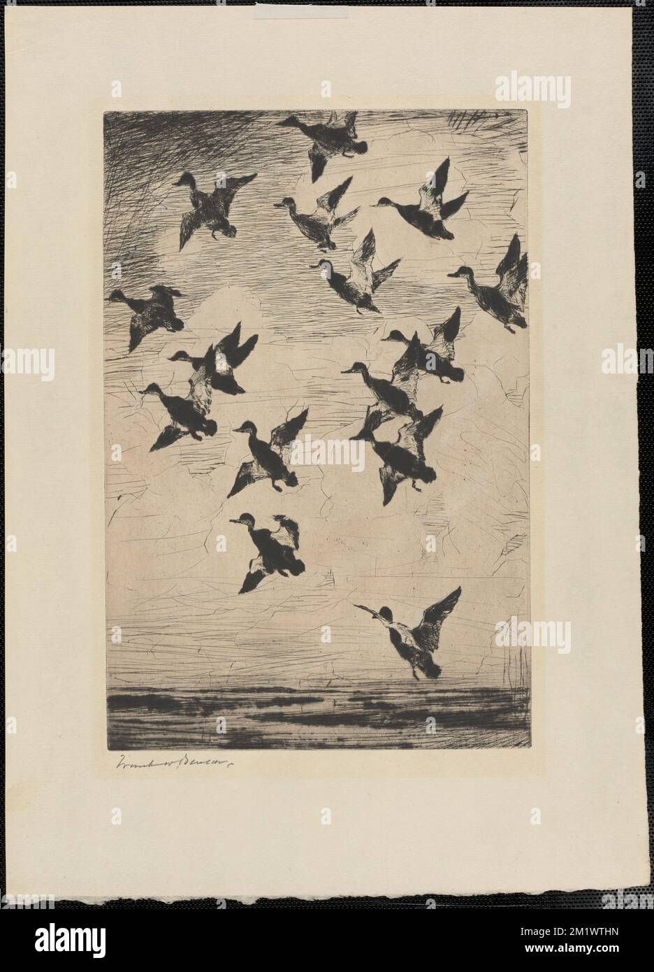 Black ducks towering , Ducks, Flying, Clouds, Black duck. Frank W ...