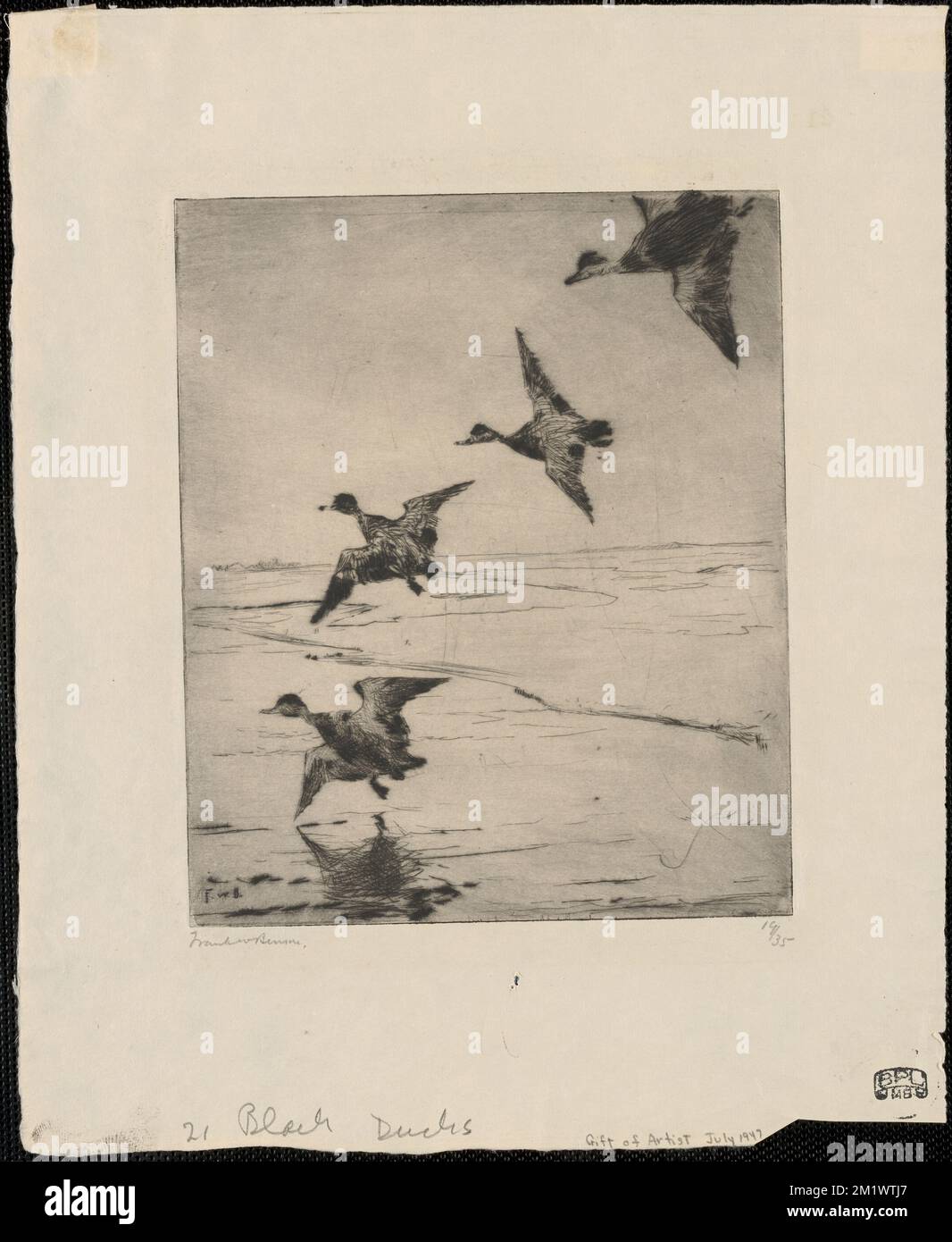 Black ducks , Ducks, Flying, Bodies of water, Black duck. Frank W ...