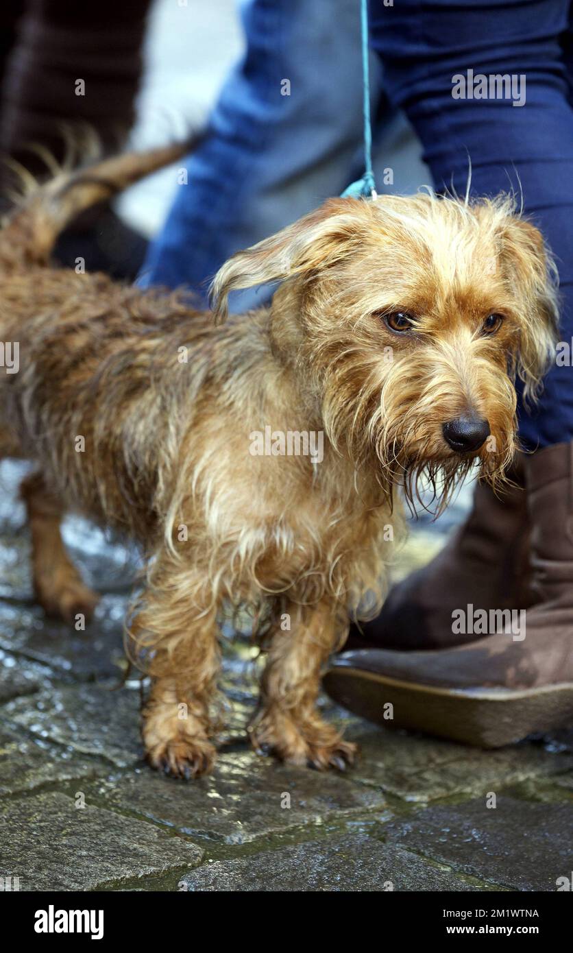 20141025 - BRUSSELS, BELGIUM: Illustration picture shows a candidate at ...