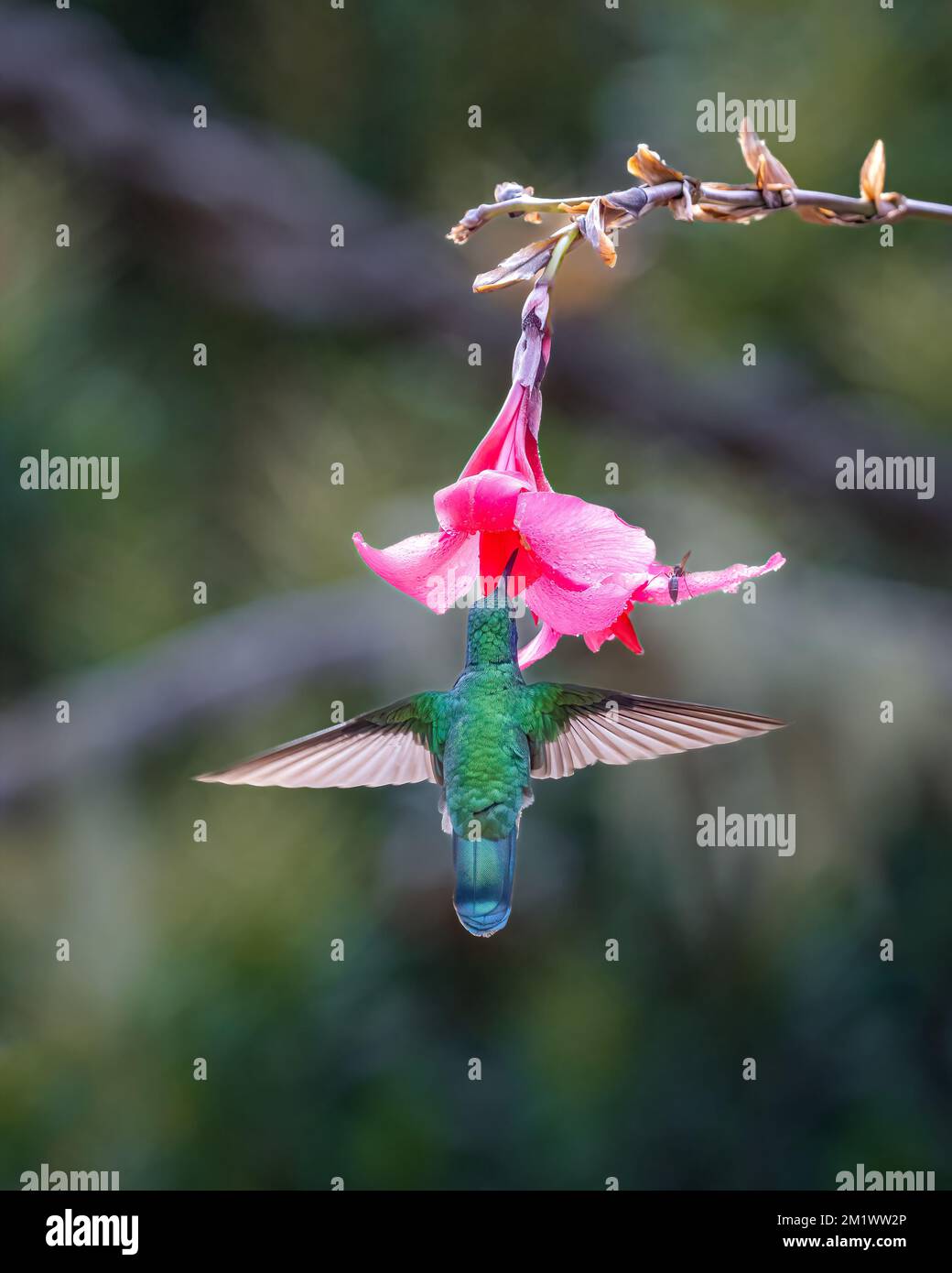 A Lesser Violetear (Colibri cyanotus), also known as the mountain ...